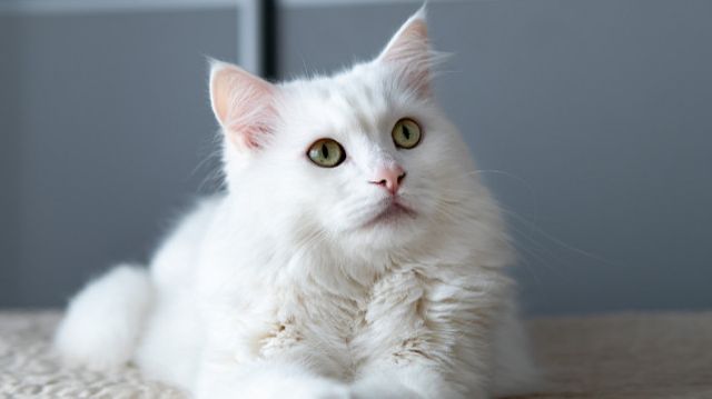 Факты о кошках