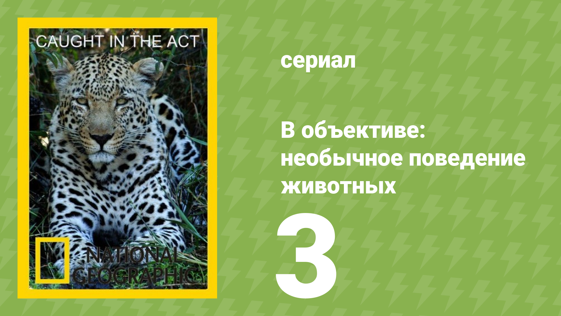 В объективе: необычное поведение животных 3 серия (документальный сериал, 2007)