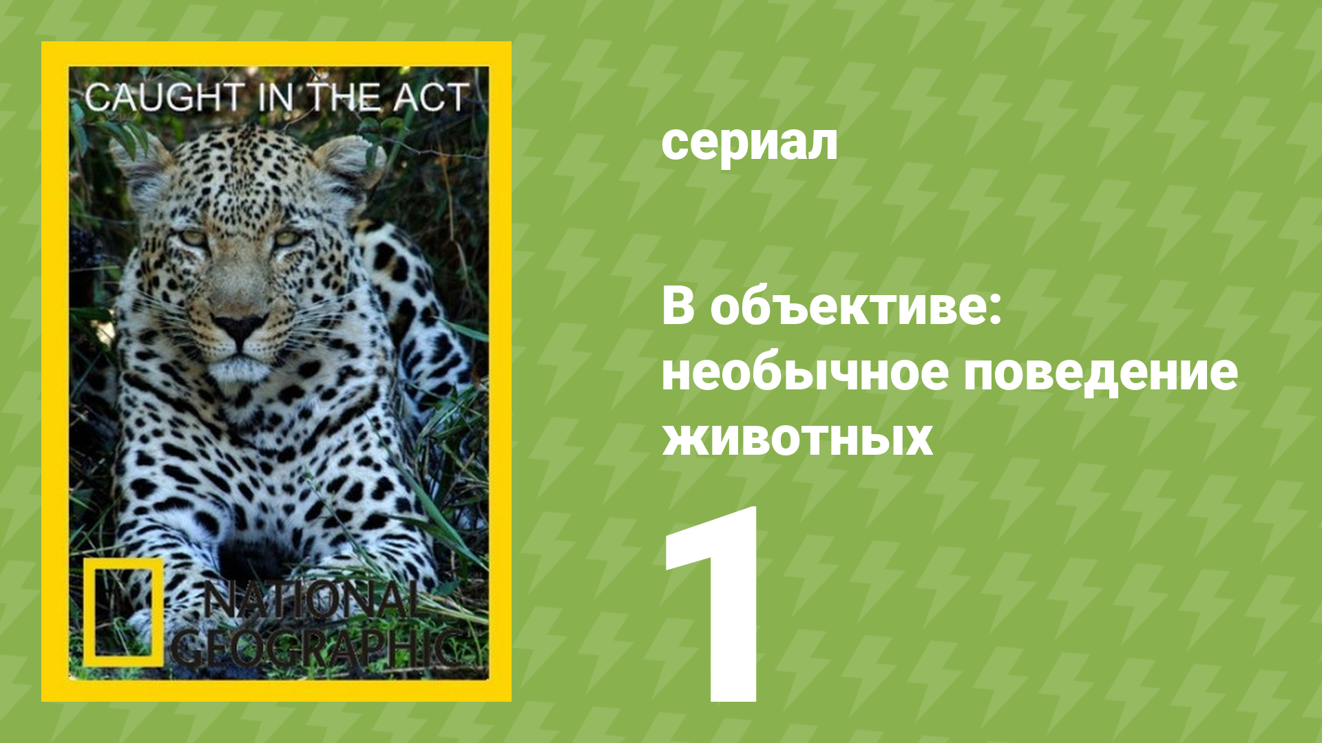 В объективе: необычное поведение животных 1 серия (документальный сериал, 2007)