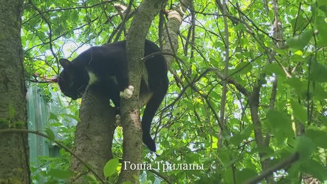 Коты-верхолазы. Climbing cats