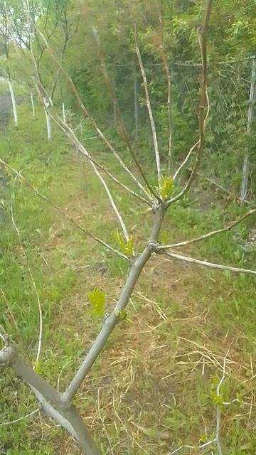 Сад и огород 20.05.2026