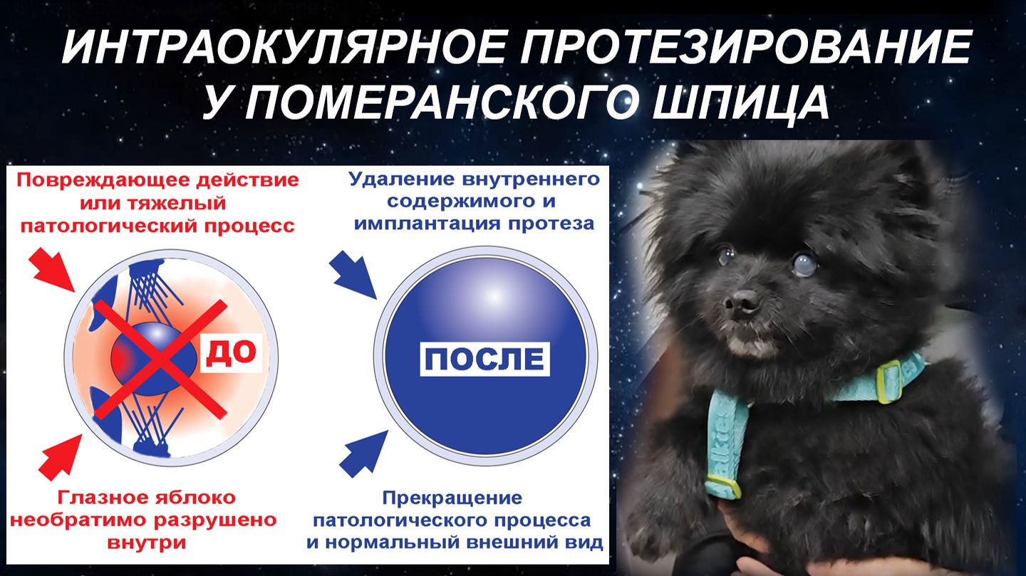 Интраокулярное протезирование у Померанского шпица
