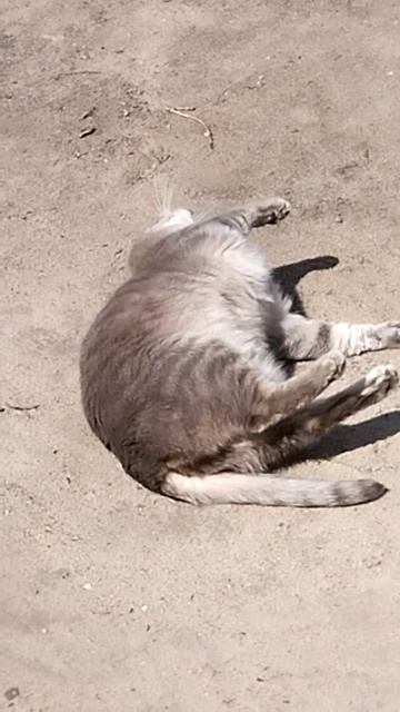 Коржик "неваляшка".