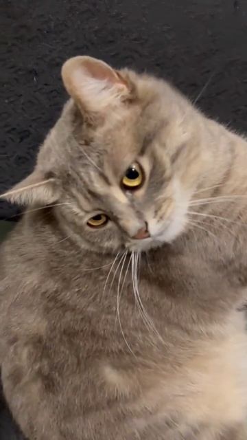 Коржик💓