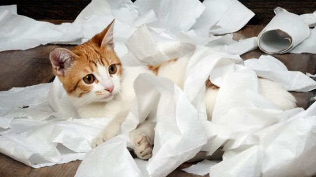 Уход за кошкой