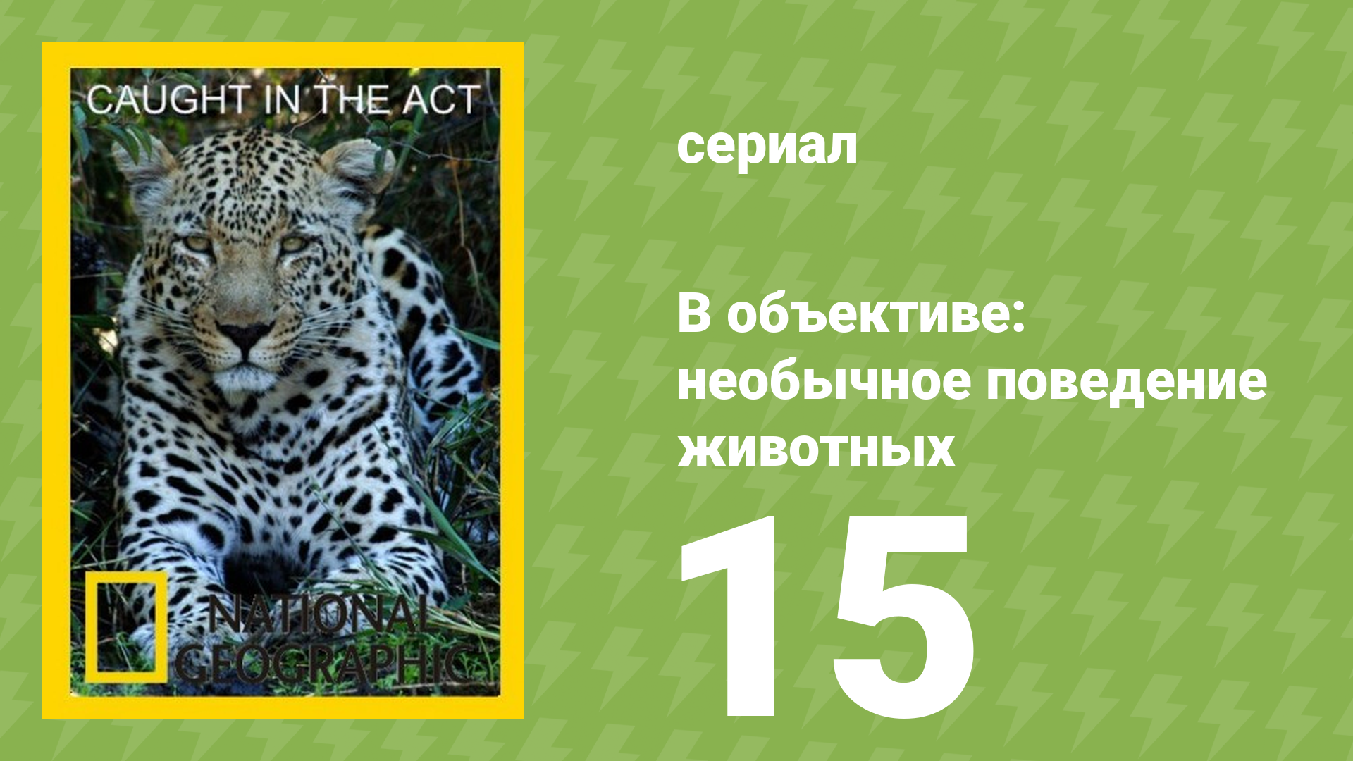 В объективе: необычное поведение животных 15 серия (документальный сериал, 2007)