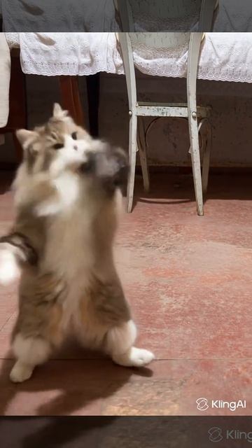 Котики