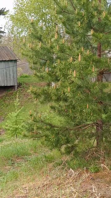 Аркуль,  Горелый лес, май