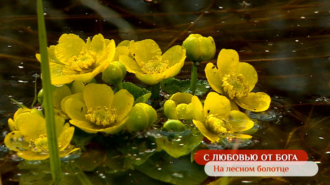 На лесном болотце | С любовью от Бога