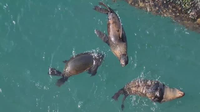 Морские котики у берега ЮАР🇿🇦🇿🇦🇿🇦