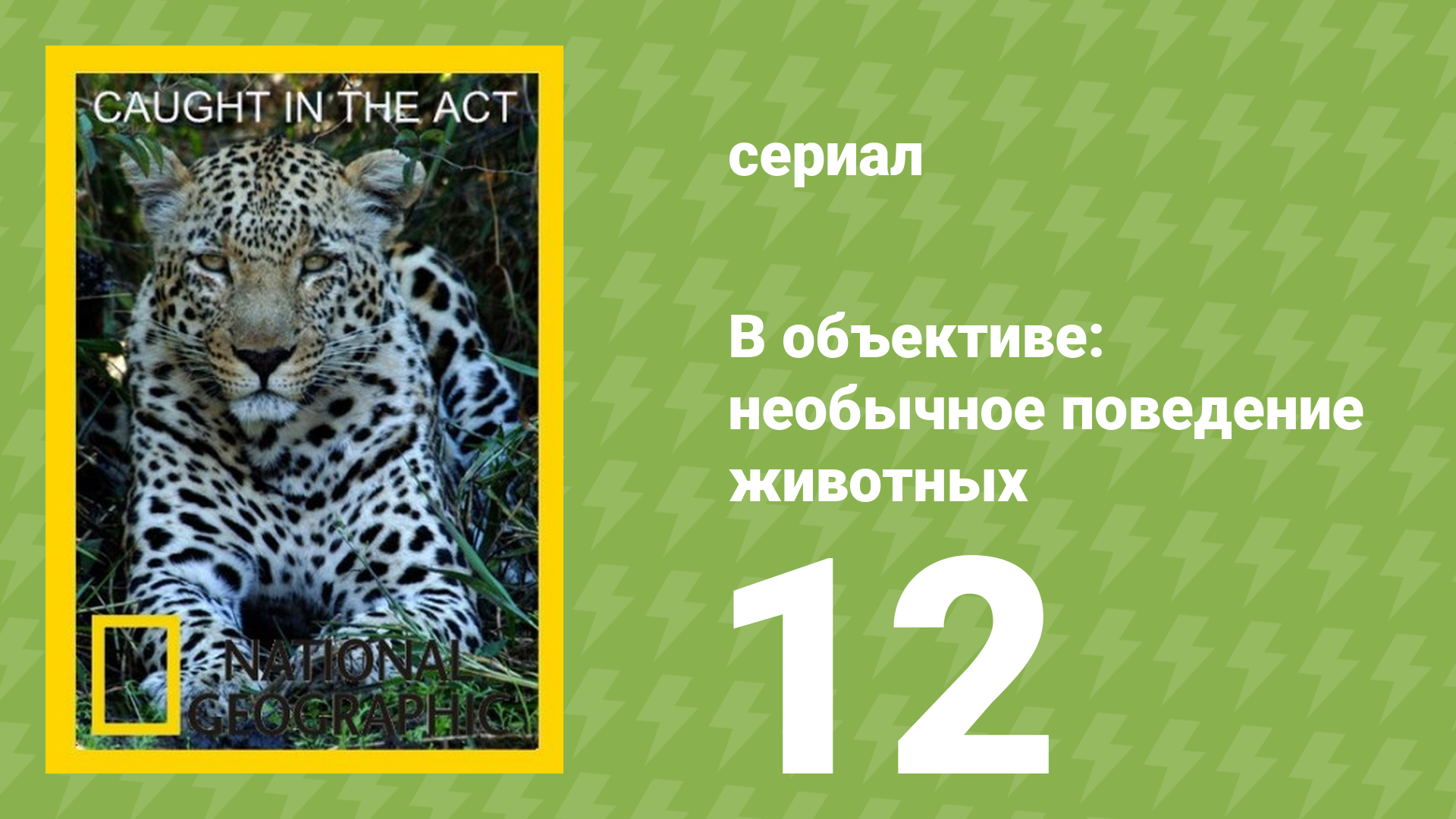 В объективе: необычное поведение животных 12 серия (документальный сериал, 2007)