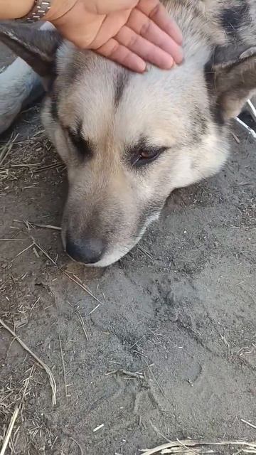 РЕКС УЕЗЖАЕТ