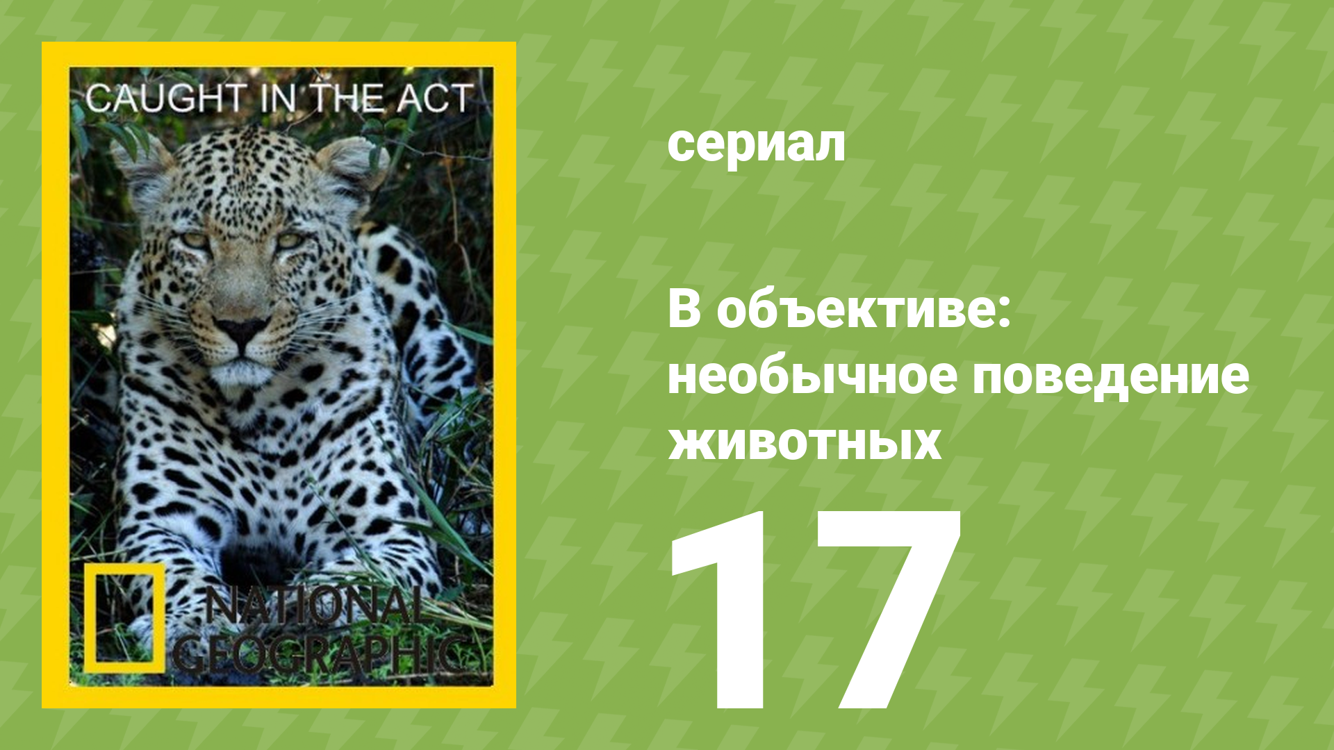 В объективе: необычное поведение животных 17 серия (документальный сериал, 2007)