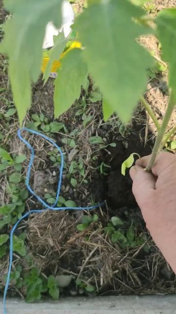 Анкеровка подвязочного садового шнура в грунт.