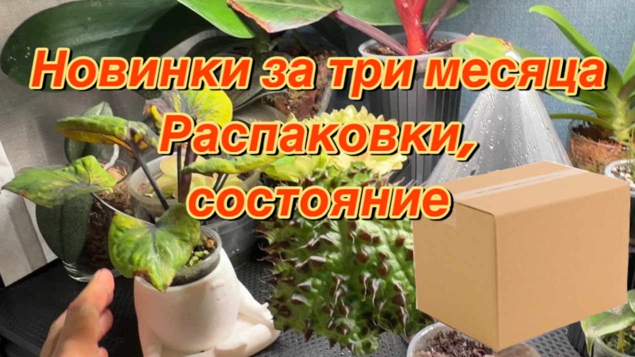 Мои новинки за три месяца+распаковка