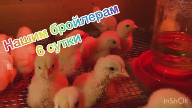 Нашим бройлерам 6 сутки. 20.05.26