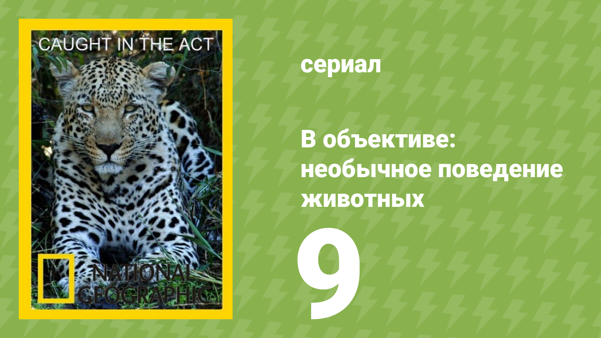В объективе: необычное поведение животных 9 серия (документальный сериал, 2007)