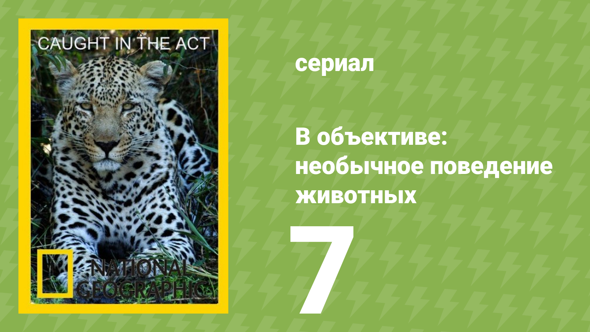 В объективе: необычное поведение животных 7 серия (документальный сериал, 2007)