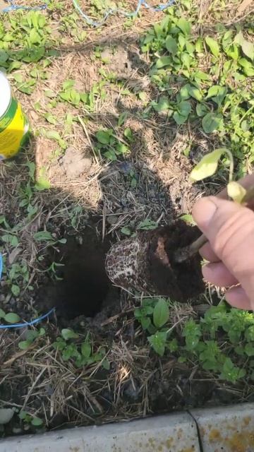 Лайфхак при подвязке томатов