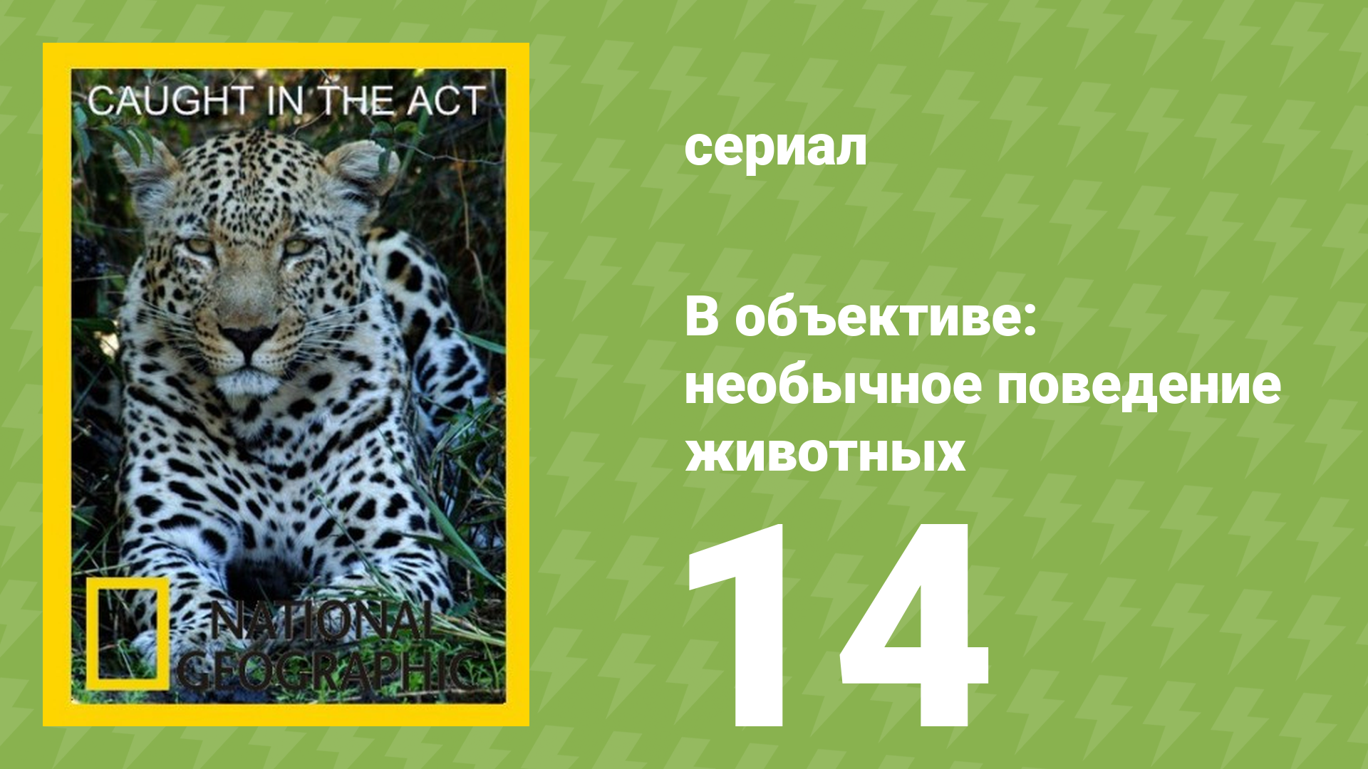 В объективе: необычное поведение животных 14 серия (документальный сериал, 2007)