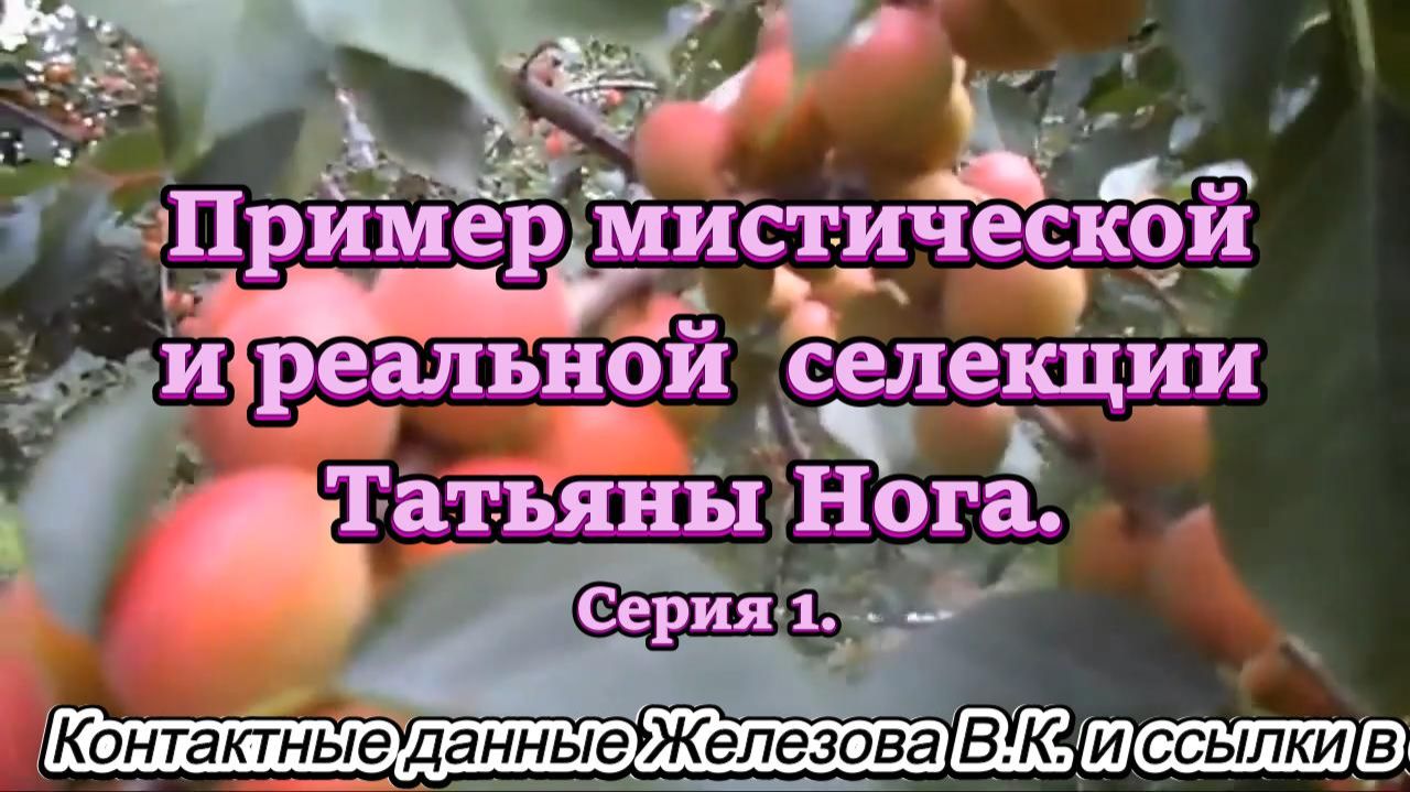 Пример мистической и реальной  селекции Татьяны Нога. Серия 1.