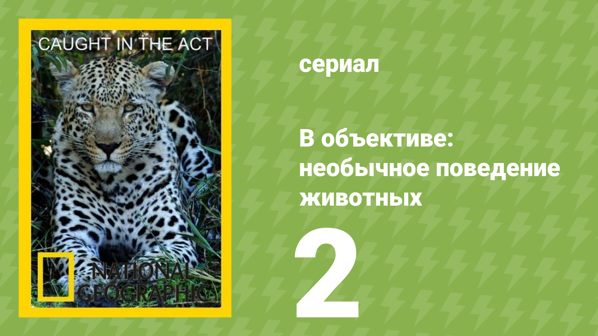В объективе: необычное поведение животных 2 серия (документальный сериал, 2007)