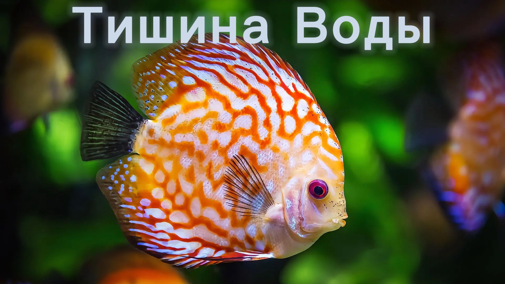 Аквариум 1 ЧАС 🐠 1#—Тишина Воды | Релакс для сна и отдыха FHD