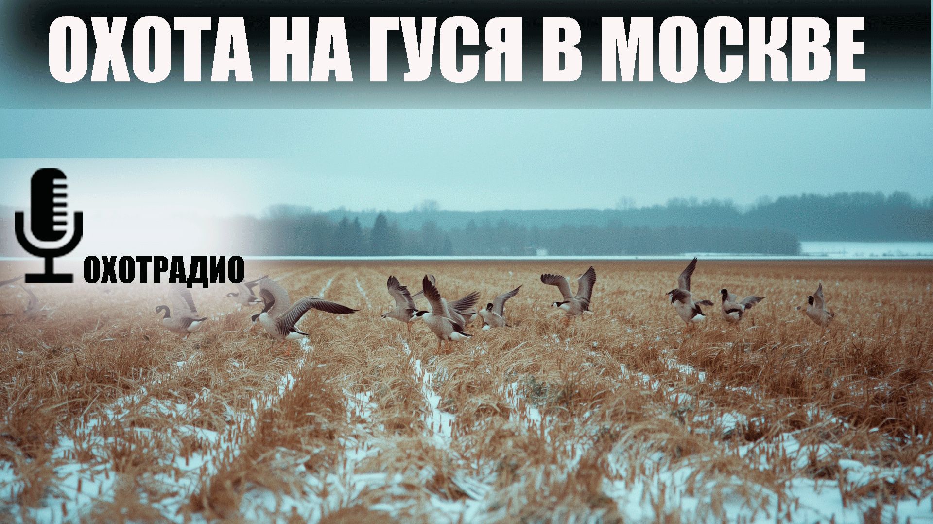 ТАКТИКА ОХОТЫ НА ГУСЯ В МОСКОВСКОЙ ОБЛАСТИ И ВОКРУГ 🔴ОХОТРАДИО