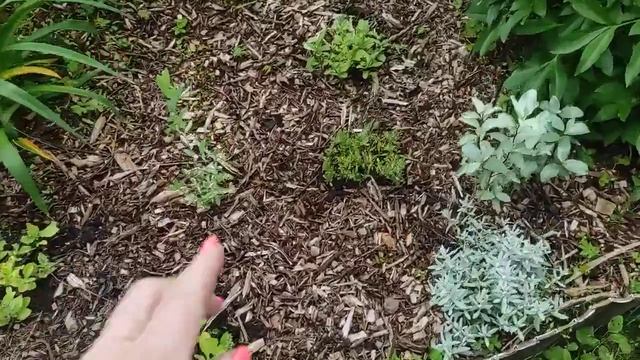 92-.Дача..пересадка петунии из кашпо🙃31.07.22