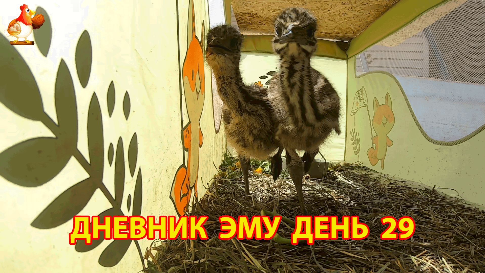 Дневник страусят Эму день 29