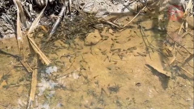 «По Уссурийскому краю». Майская палитра красок уссурийской тайги.