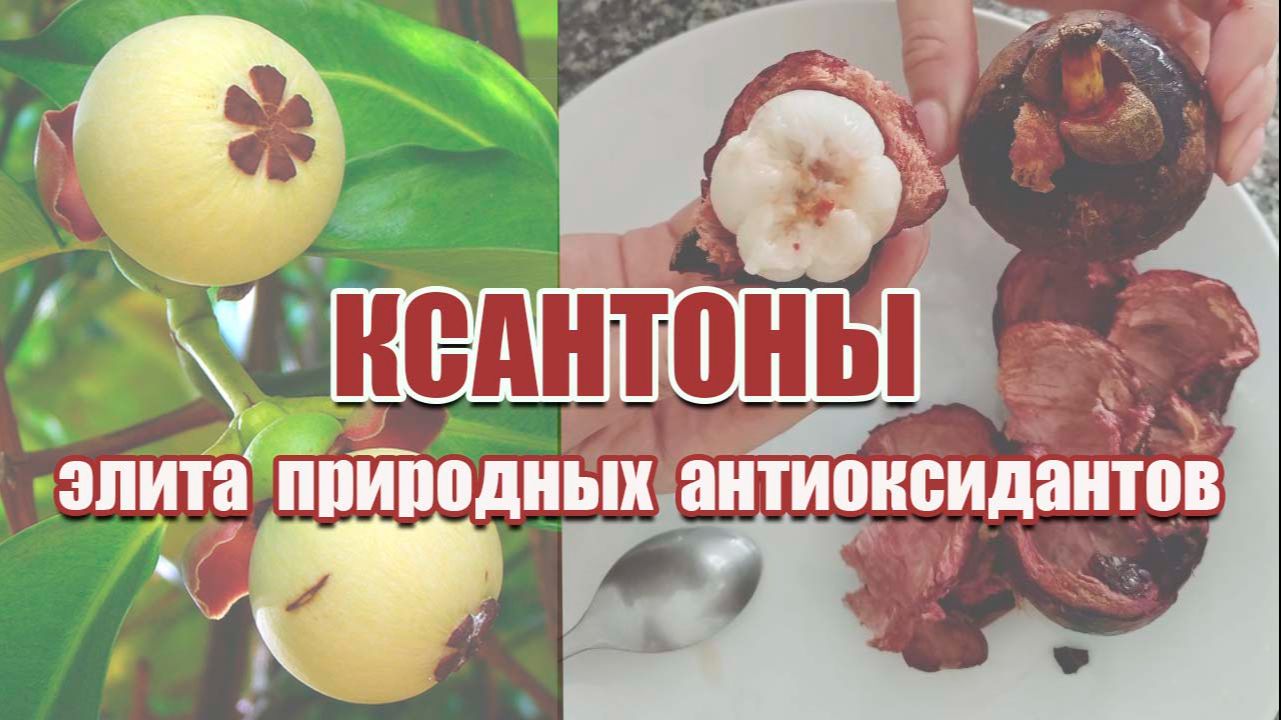 Ксантоны - элита природных антиоксидантов