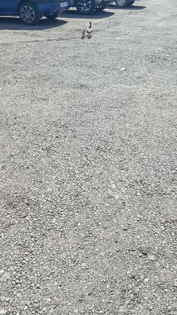 Гости на автомойке