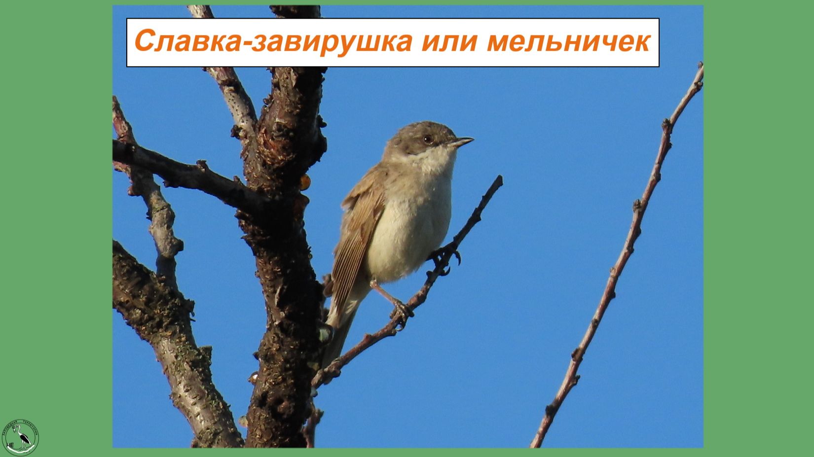 Славка-завирушка или мельничек - самая маленькая наша славка. Поёт
