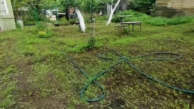 95-.Дача.Газон прорастает!! Сливы удаляем! посадила новиночки!03.08.22.