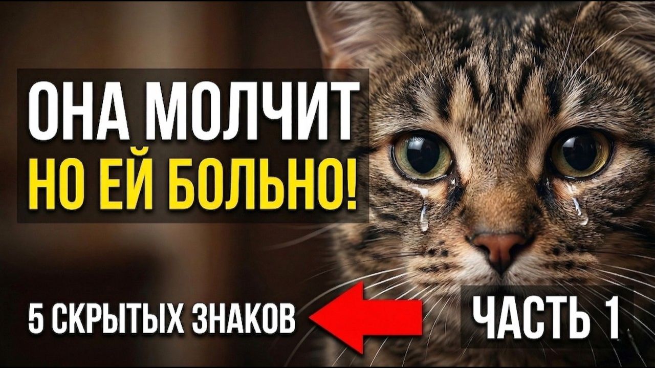 5 Тихих признаков, что кошке ПЛОХО (не игнорируй это!)