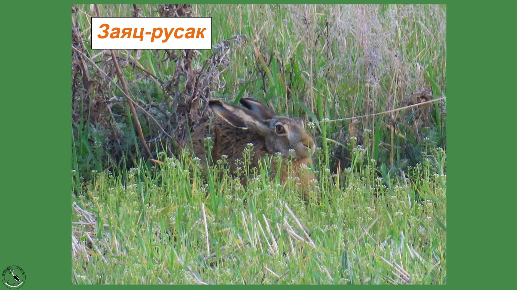 Из жизни зайца-русака