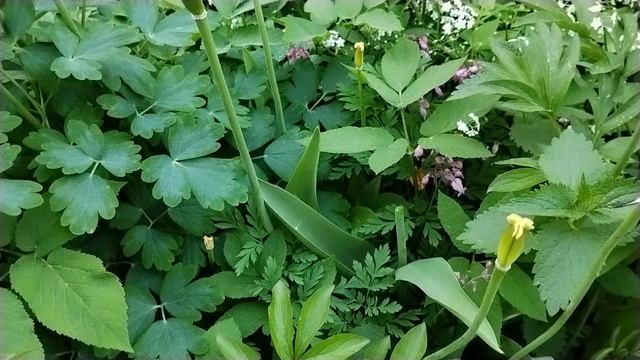 Тюльпаны отцвели 21 мая