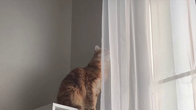 Ку-ку мой мальчик! )