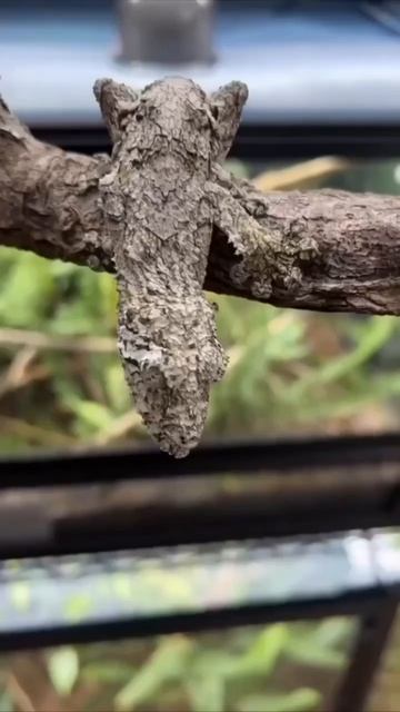 🦎Листохвостые гекконы