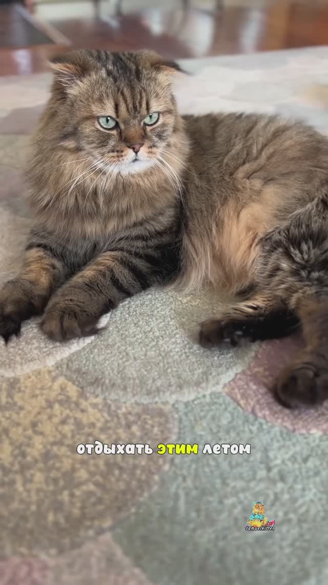 А где вы будете отдыхать этим летом?😹 #котики #юмор #жиза