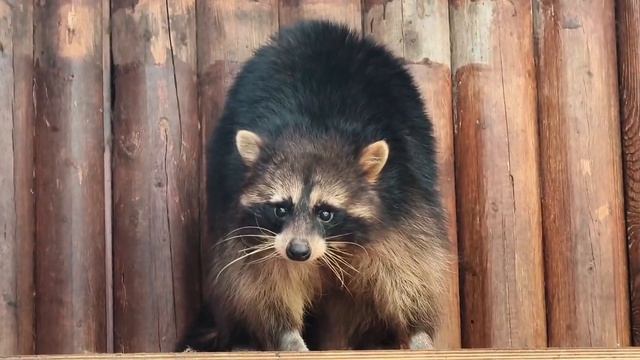 😎 Давненько мы не говорили про двух бандитов.