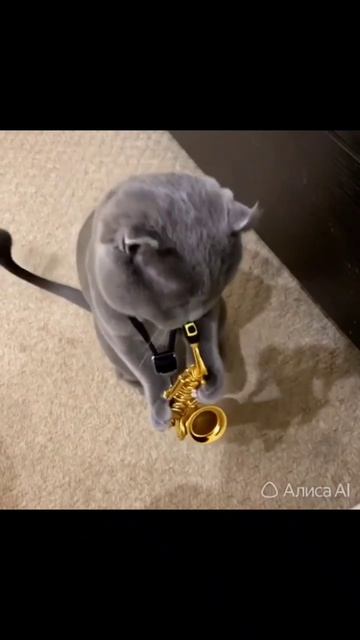 Котики