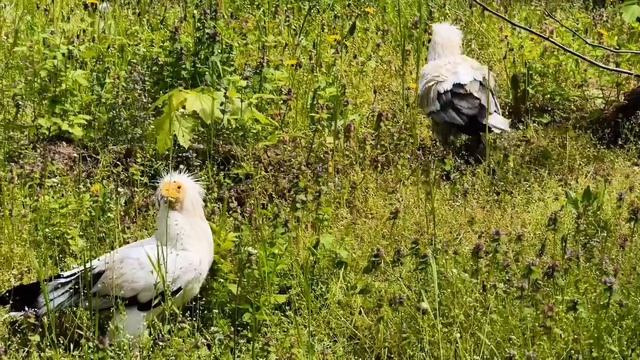 📣 Ура, друзья! Теплолюбивые птицы теперь на улице.