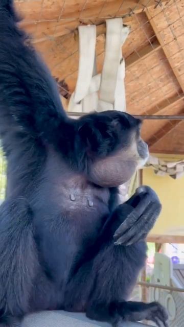 🐒Орущая обезьяна