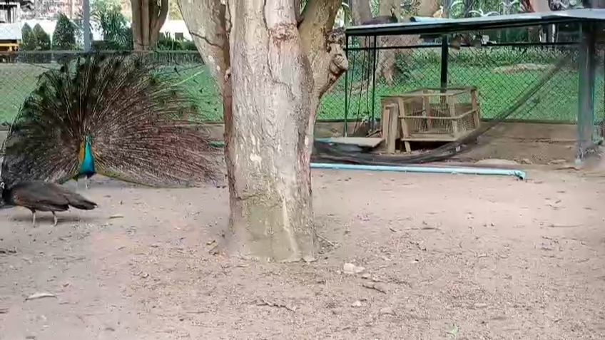 Красавцы павлины