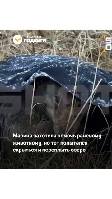 В Карачаево-Черкесии спасли сбитого волка