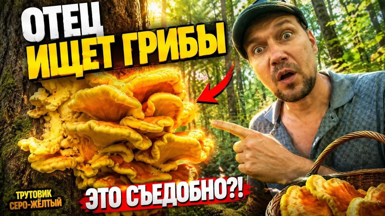 ОТец ищет грибы 21 мая 26г Трутовик серно-жёлтый