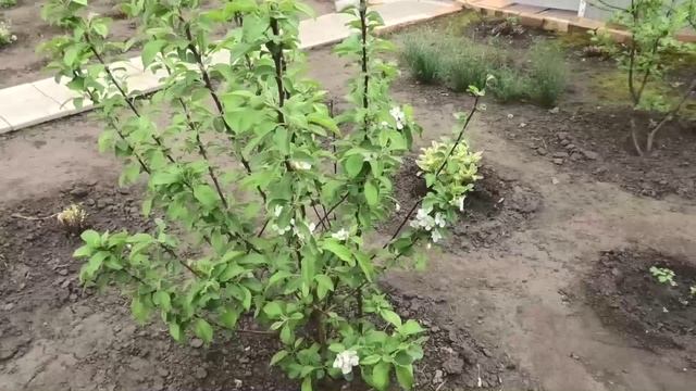 О корнесобственных яблонях