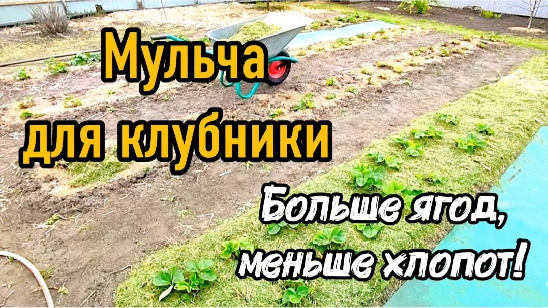 Мульча для клубники. Больше ягод, меньше хлопот!
